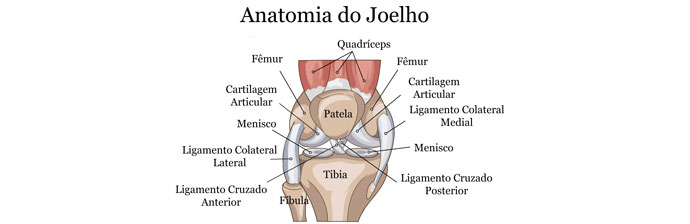Anatomia do Joelho - Blog Educação Física